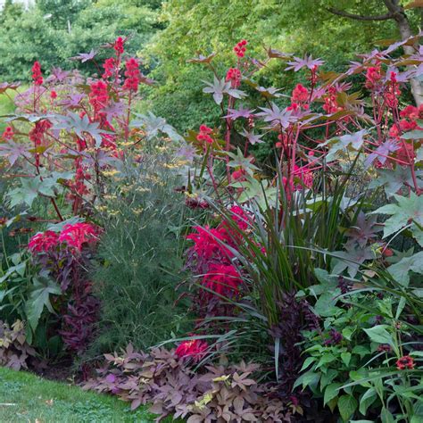 Bulk Amaranthus Seeds Joseph S Coat Early Splendor Bulk Wildflowers