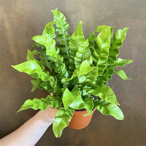 Asplenium ‘crispy Wave Plant Leaves Plant Care Indoor Plant Care