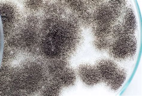 What Can Black Mold Do To You Mentally