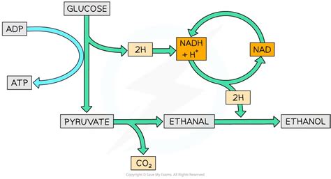 Ethanol Fermentationsdiagramm