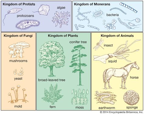 Taxonomy Current Systems Of Classification Taxonomy Biology
