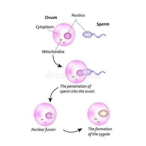 The Structure Of The Ovum The Introduction Of Sperm Into The Ovum Stock Vector Illustration