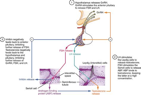 Hormonal Control Of The Male Reproductive System Tutorial Sophia Learning