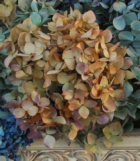 Dried Hydrangeas Fall Arrangements That Last For Years Sowing The Seeds