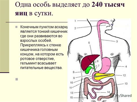 Презентация на тему: "Аскариды, лечение аскаридоза у детей Общая ...