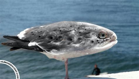 Gullish By Humandescent On Deviantart