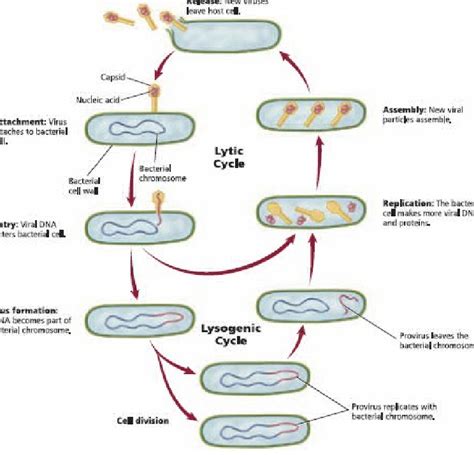 Detail Gambar Daur Litik Dan Daur Lisogenik Koleksi Nomer 17