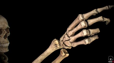 Skeleton Full Body Kohichi Waseda Artofit