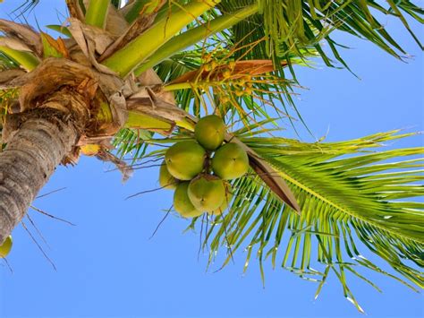 How To Grow And Care For A Coconut Tree Gardening Know How