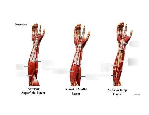 Forearm Layers Diagram Quizlet