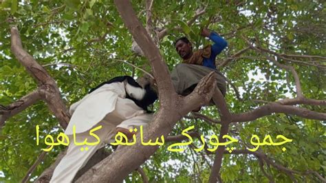 جمو چورکےساتھ کیاھوا فرمان کامیڈی Tv کوفنی وڈیو دیکھنے کےلئے ھمارے چینل