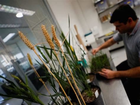 Genetically Modified Wheat Gets Closer To Reality In Us The Western