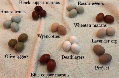 5 Fun Breeds Of Chickens That Lay Blue Eggs Artofit