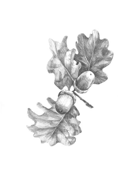 Oak Leaves Drawing