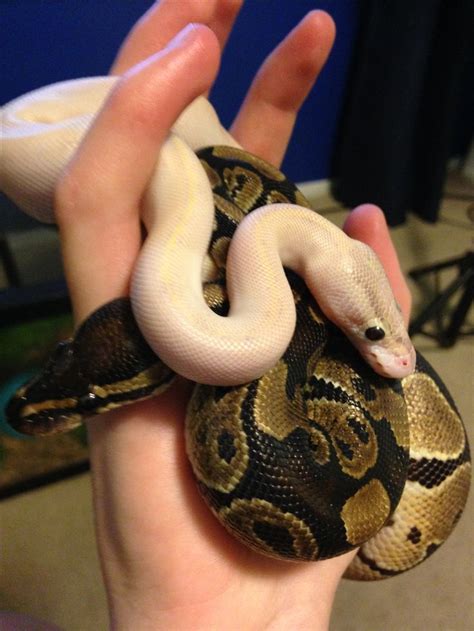 My Babies Cute Reptiles Cute Snake Pet Snake