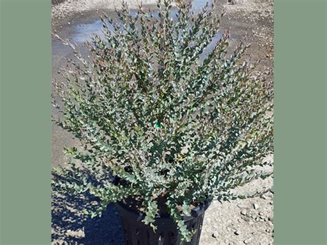 Eucalyptus Latens â€˜moon Lagoon Ods
