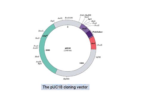 Puc18 Plasmid Map