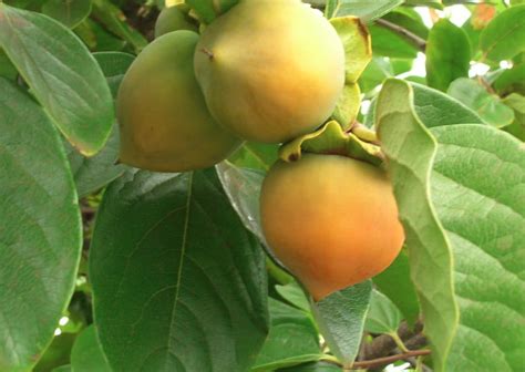 禅寺丸柿的营养价值怎么样？ —【发财农业网】