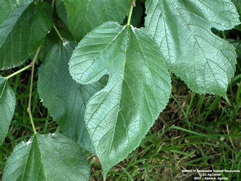Louisiana Plant Id Morus Rubra Red Mulberry