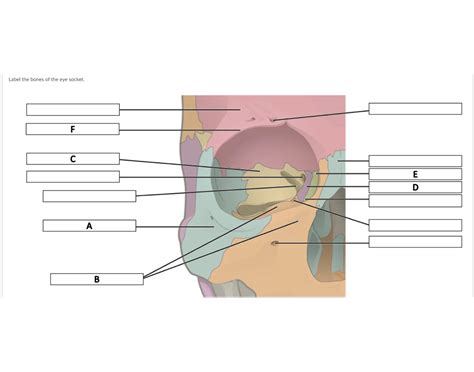 Label The Bones Of The Eye Socket Quiz