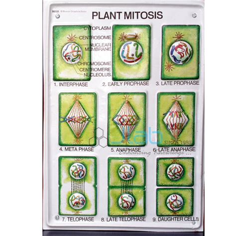 Plant Mitosis Model India Manufacturers Suppliers And Exporters In India
