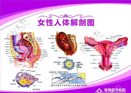 阴道解剖图图片 阴道解剖图素材 阴道解剖图模板高清下载 图行天下