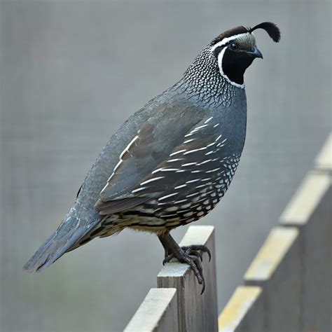California Quail Mendonoma Sightings