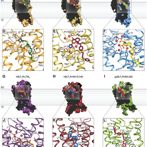 Ligand Poses And Corresponding Ligand Binding Pockets In Leukotriene Download Scientific