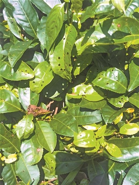 羊城晚报 绿叶蝉虫“咬”出高品质蝉茶