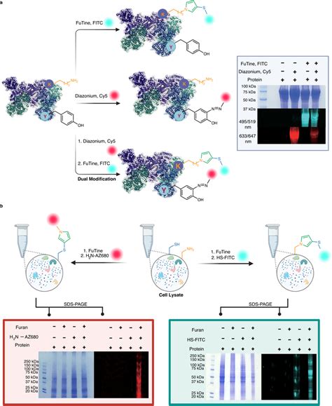Application Of Furan Thiol Amine Futine Multicomponent Reaction Mcr