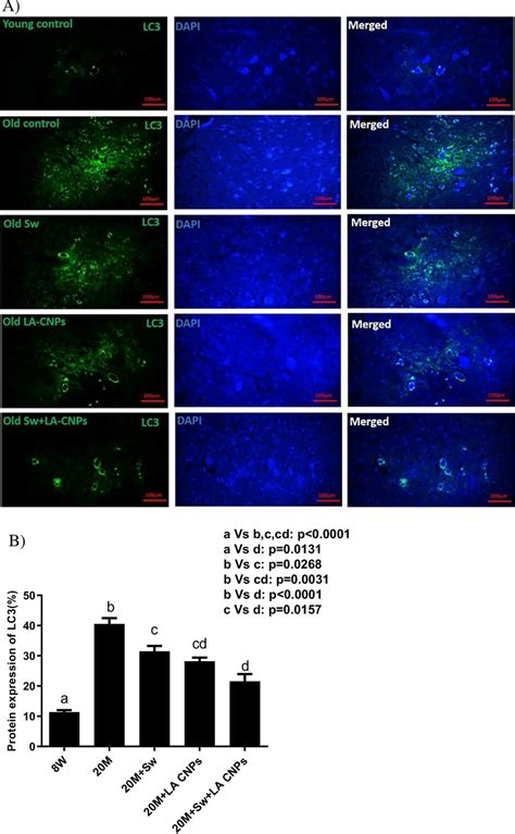 Graphical Depiction Of A Histological Staining Of Protein Expression