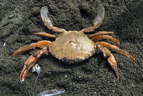 Swimming Crab Ovalipes Catharus Paddle Crabs Are Top Bait For Rig