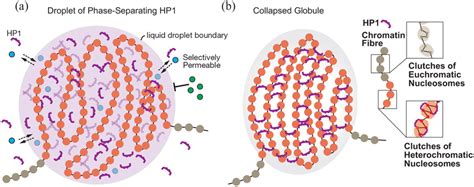 Liquid Liquid Phase Separation Llps Vs Collapsed Globule A A Model