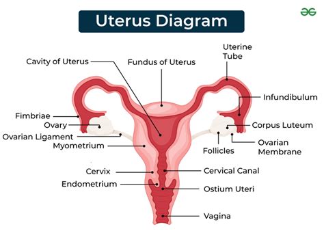 Diagram Of Uterus Geeksforgeeks