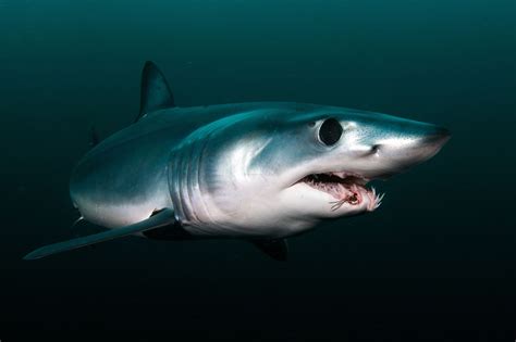 Decoding Shark Behavior 🌊 Body Language And Social Dynamics