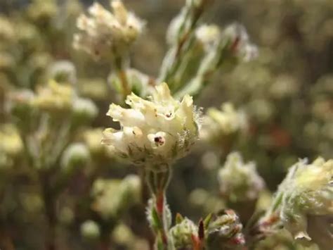 Erica Maderi 照顧，種植，繁殖，開花時間 Picturethis