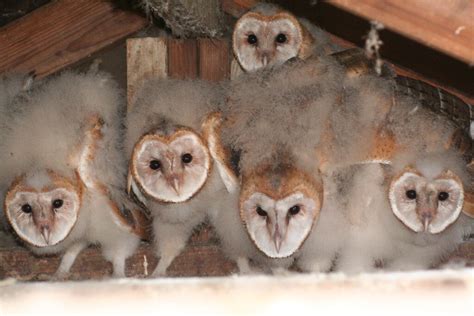 Mbcp — Barn Owl Conservation