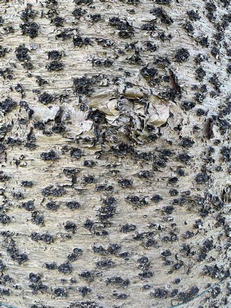 Tree Identification Bark Norfolk Island Pine Araucaria Heterophylla