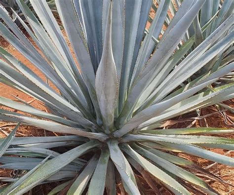 Weber Blue Agave Characteristics And Care Succulent Alley