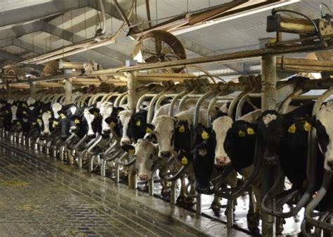 Dairy Herd Management On Linkedin A Shrinking Global Milk Supply And