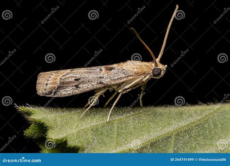 Adult Pyralid Snout Moth Stock Image Image Of Invertebrate 264741499