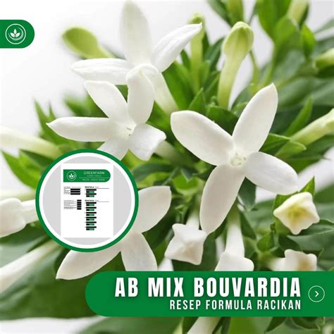 Jual Resep Ab Mix Bouvardia Formula Racikan Nutrisi Bunga Bouvardia Shopee Indonesia