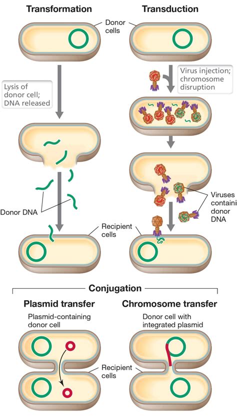 Các Hình Thức Chuyển Gen ở Tế Bào Sinh Học Và Đời Sống