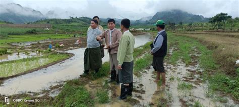 လောက်ကိုင်မြို့နယ်တွင် ဒေသဆန်ဖူလုံရေး မိုးစပါးစိုက်ပျိုးနေမှုအခြေအနေန