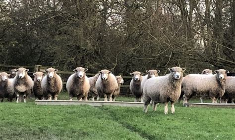 A Brief History Of Cotswold Sheep Queenford Farm