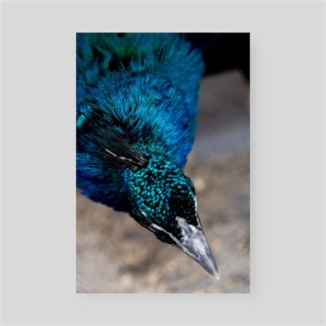 Peacock An Art Print By Natalie Hazel Inprnt