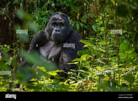 A Silverback Mountain Gorilla Sits In The Dense Foliage Of His Natural