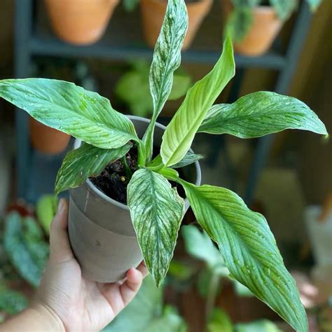 Peace Lily Spathiphyllum Sensation Variegated For Sale My Home Nature