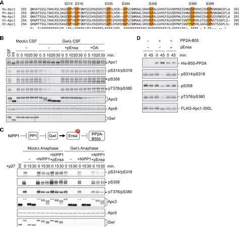 Cdk1 Pp2a B55 Interplay Ensures Cell Cycle Oscillation Via Apc1 Loop300