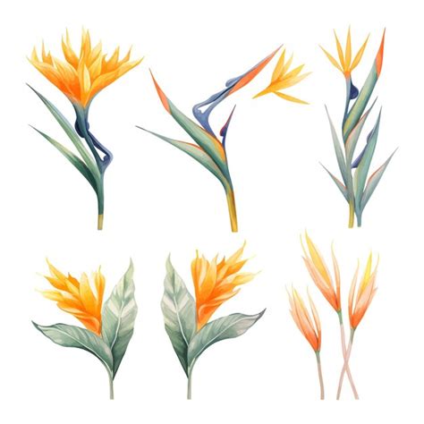 파라다이스의 새 꽃 수채화 세트 클리파트 색 배경 프리미엄 Ai 생성 벡터